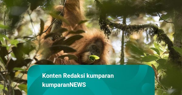 Berkunjung ke Rumah Orang Utan Tapanuli, Primata Paling Terancam Punah | kumparan.com